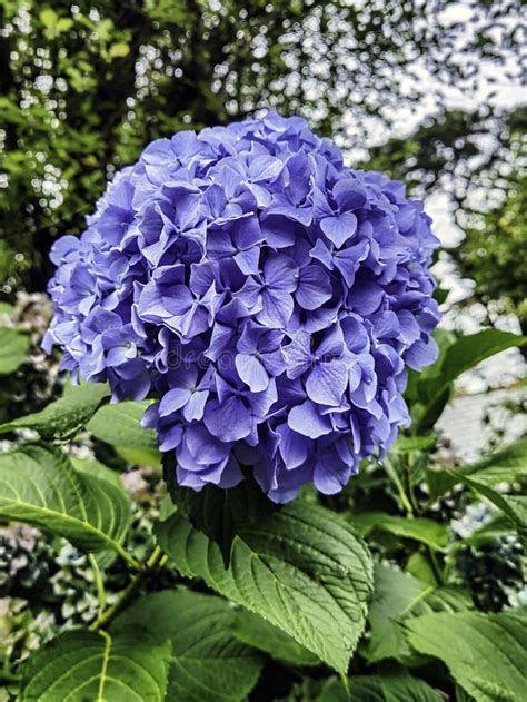 Hydrangea Macrophylla Known As Bigleaf French Or Mophead Hydrangea