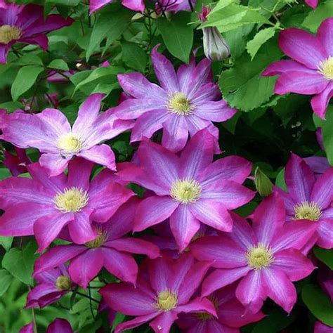 Clematis Kakio - Gradina Chic