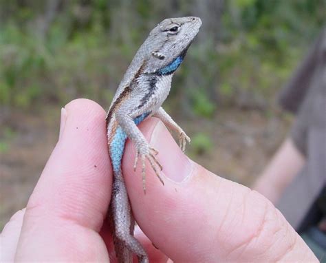 The Florida Scrub Lizard — A Dwindling Species