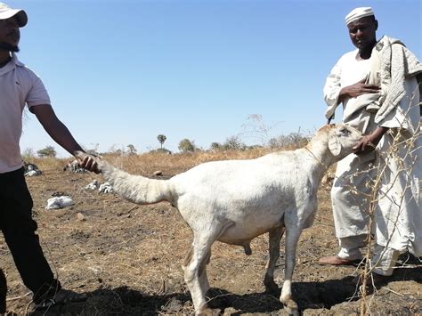 EvoSheep – Origin and evolution of sheep breeds: The diversity of ...