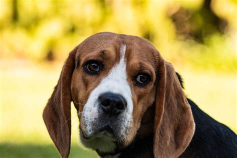 Jquery Tips — Disable Scroll Copy For Formatting Toggle Elements By