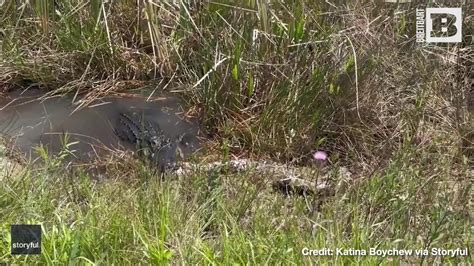 Gator Body Slams Devours Python In Florida Everglades Florida