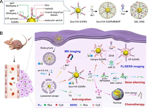 A Dual Key And Lock” Dna Nanodevice Enables Spatially Controlled