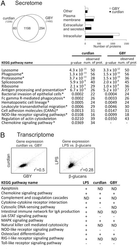 Pdf Protein Secretion In Human Macrophages Autophagy Dependent