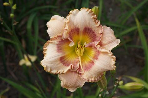 Cyprian Kamil Norwid