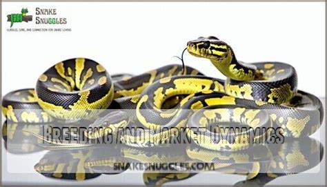 Python Regius Breeding Information 5 Secrets To Successful Ball Python