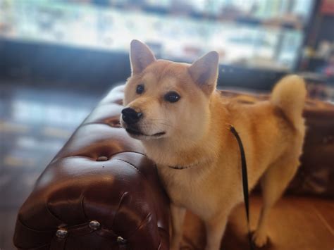 시바이누 치킨 유기견입양 유기묘입양 강아지입양 소형견입양 중형견입양 대형견입양 말티즈입양 말티푸입양 비숑프리제입양 미니비숑프리제입양 포메라니안입양 푸들입양 골든리트리버입양