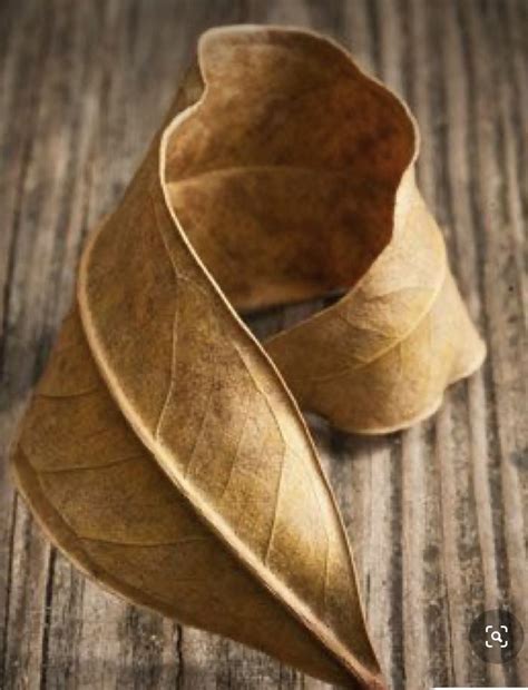 Пин от пользователя Thea Kanters на доске Nature Растительные формы