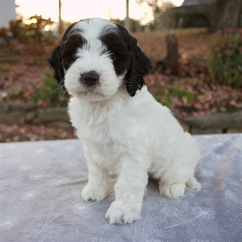 Dash Cockapoo Hidden Acres Puppies 712