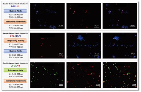 Bacterial Staining Bacstain Bacterial Viability Detection Kit