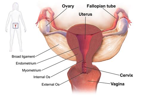 Difference Between Endometrium And Myometrium Pediaa Com