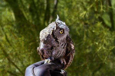 10000 Free Western Screech Owl And Cowboy Images Pixabay