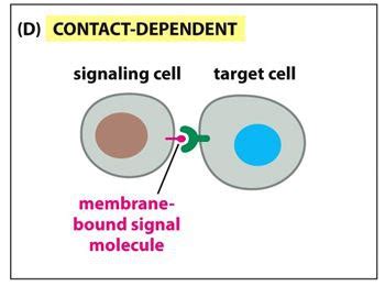 Cell Signalling Flashcards Quizlet