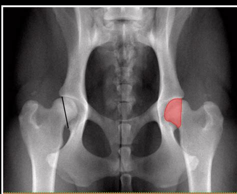 Investigating Radiographic Parameters For Canine Hip Dysplasia A Breed