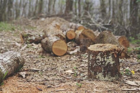 Premium Photo Stack Of Logs On Field In Forest