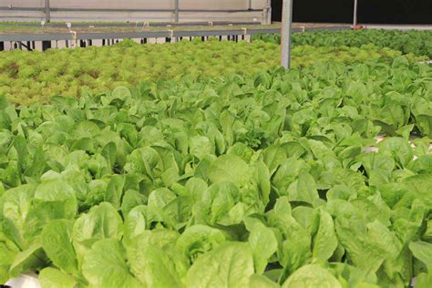Hydroponic Lettuce School Of Hydroponics