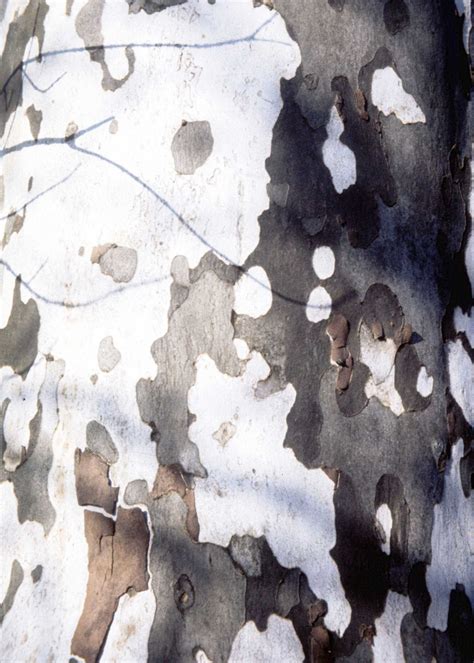 Growing Zones For Sycamore Trees