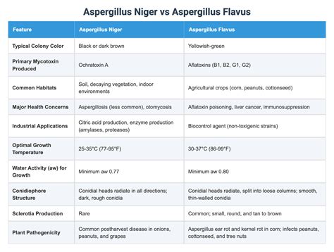 Aspergillus Niger Vs Aspergillus Flavus