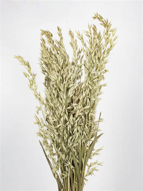 Краспедія жовта купити в Україні за низькою ціною • Dfb Elements