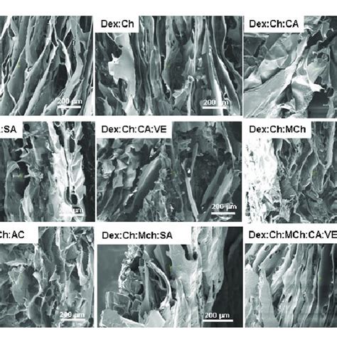 Sem Micrographs Of The Investigated Composite Biomaterials As A