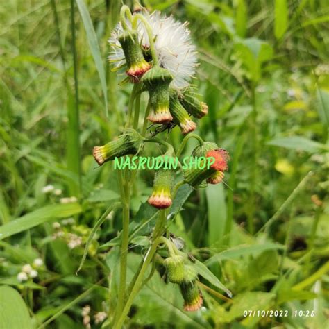 Jual Benih Sintrong Biji Benih Tanaman Sintrong 100 Gram Isi Banyak Bunga Sintrong Shopee