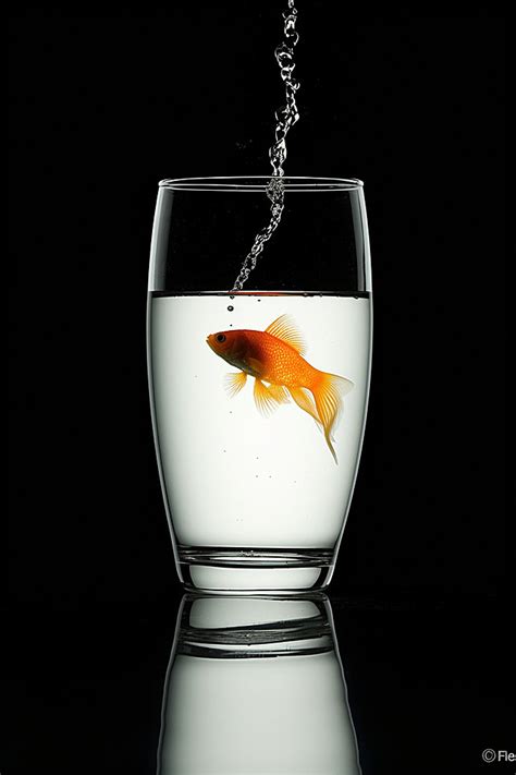 물 위를 헤엄치는 주황색과 검은색 물고기 배경 배경 화면 및 일러스트 무료 다운로드 Pngtree