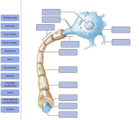 Label Neuron Diagram Quizlet Label Neuron Diagram Quizlet