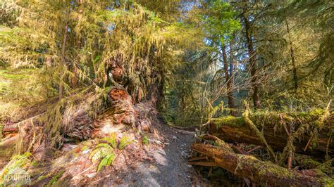 Spruce Nature Trail Hoh Rainforest Olympic National Park Wa