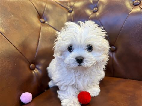 말티푸 뚜비 치와와키우는방법 코카스파니엘키우는방법 폼스키키우는방법 폼치키우는방법 폼피츠키우는방법 푸숑키우는방법 노르웨이숲키우는방법 뱅갈키우는방법 샴키우는방법 셀커크렉스키우는