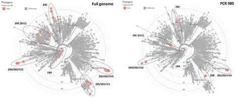 nextclade web tool phylogenetic trees for representative strains of the