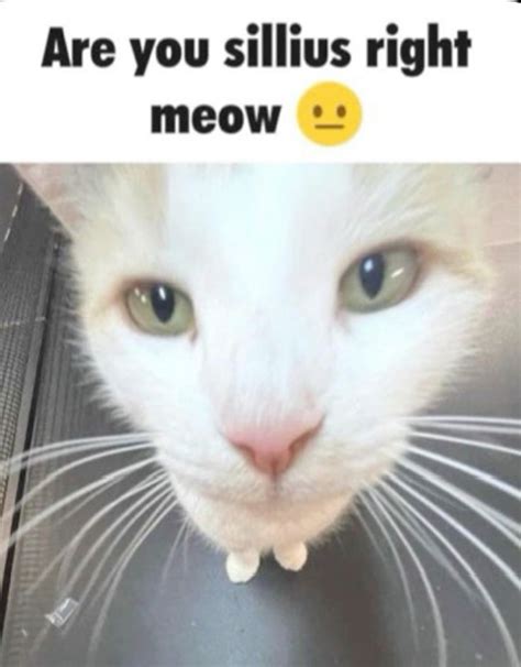 Silly Billy Cat Silly White Cat White Cat Thing Meme