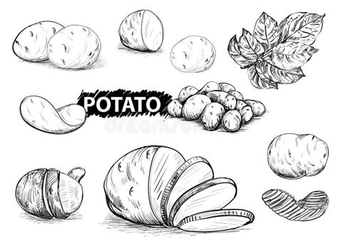Potatoes Black And White