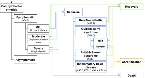 Disease Model Of Campylobacter Enteritis And Sequelae Disease Model