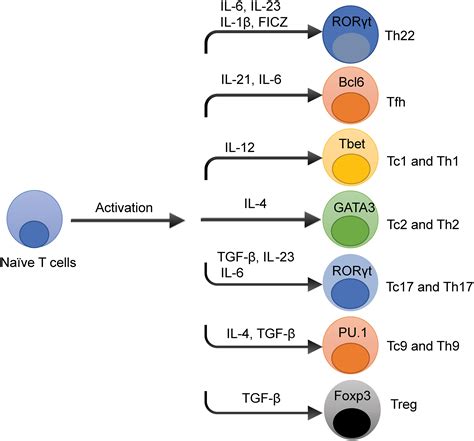 Frontiers T Cell Subsets In Graft Versus Host Disease And Graft Versus Tumor Frontiers T Cell Subsets In Graft Versus Host Disease And Graft Versus Tumor