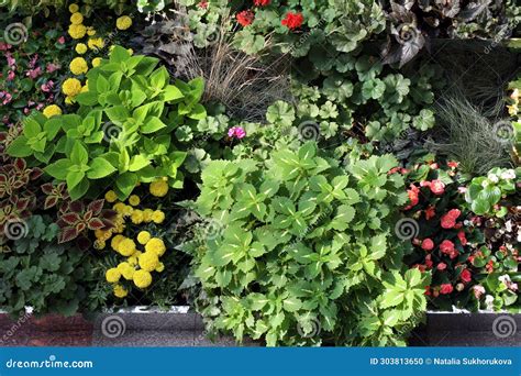 A Large Outdoor Flowerbed Consisting Of Different Plants Coleus