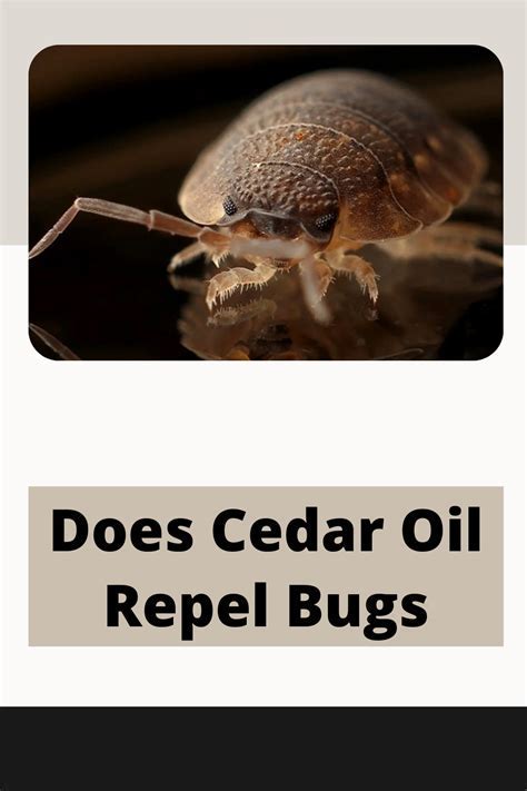 How To Use Cedar Wood Oil Bed Bugs