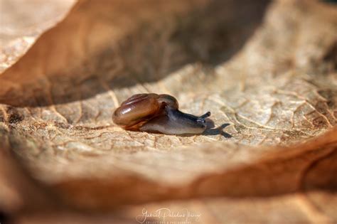 Zonitoides Arboreus Gabriel Paladino Ibáñez Collections Science And Photography