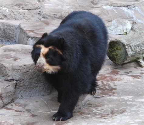 Springfield Plateau Hairless Bears