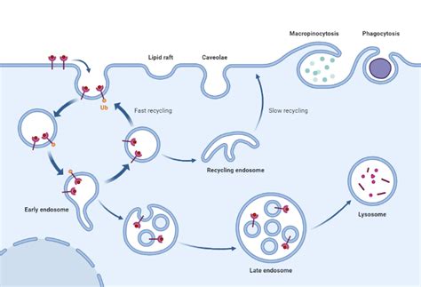 Endocytic Pathway With Macropinocytosis And Phagocytosis Biorender