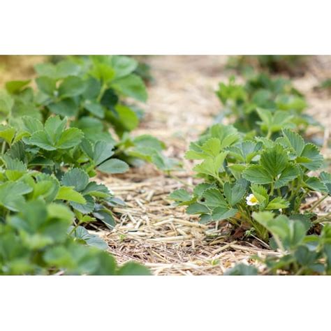 Wheat Straw Garden Mulch Great For Strawberry Patch And Vegetable