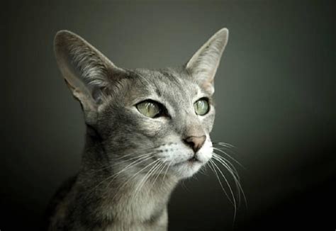 Oriental Longhair Cat Breed Characteristics Personality Grooming
