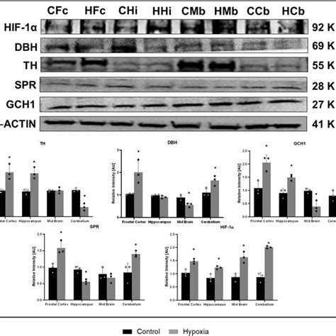 Effect Of Acute Hh On Expression Patterns Of Bh4 Biosynthetic Pathway Download Scientific