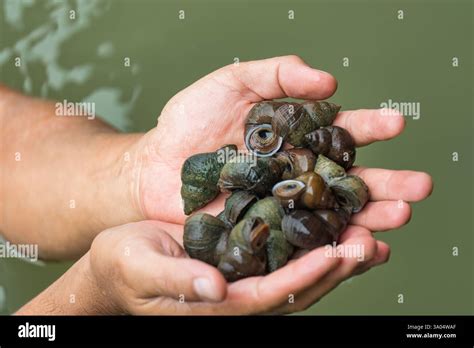 Group Of Pond Snail Marsh Snail River Snail On Palm Of Hand In River