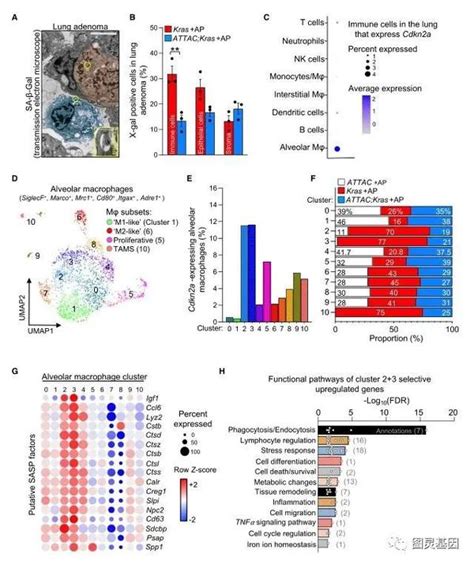 Cancer Cell 梅奥诊所揭示衰老的肺泡巨噬细胞促进早期肺癌的发生 知乎