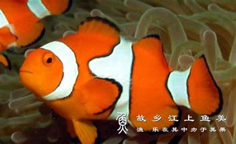海葵双锯鱼hǎi Kuí Shuāng Jù Yú 淡水观赏鱼鱼花网