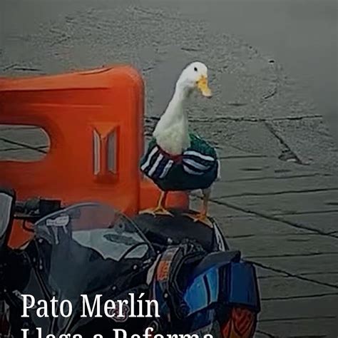 Pato Merlín Llega Al Zócalo
