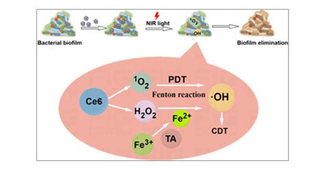 Ph Responsive Metal Phenolic Network Nanoparticles For Synergistic