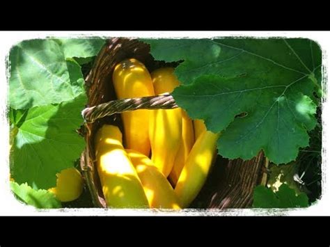 Жёлтые кабачки / сорт Банан / Урожай каждый день! Лучший сорт кабачков ...