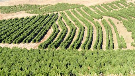 7 Types Of Afforestation And When To Use Each Environment Go