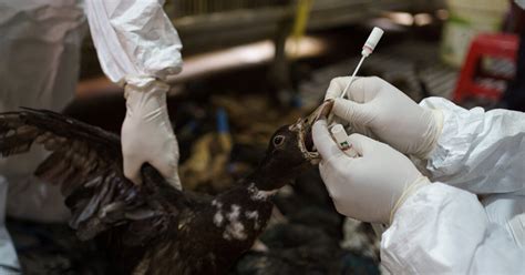 The Disease Detectives Trying To Keep The World Safe From Bird Flu
